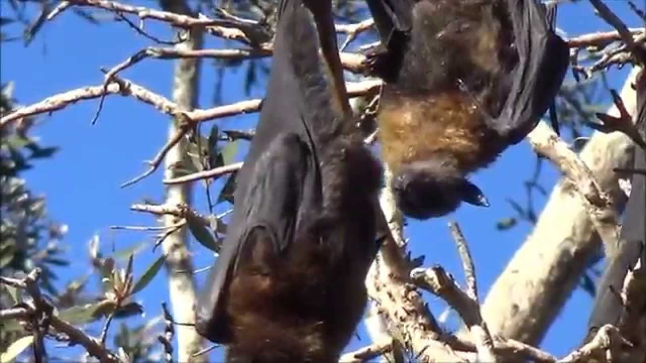 Grey-headed Flying-fox - [Pteropus poliocephalus] - Sydney - YouTube