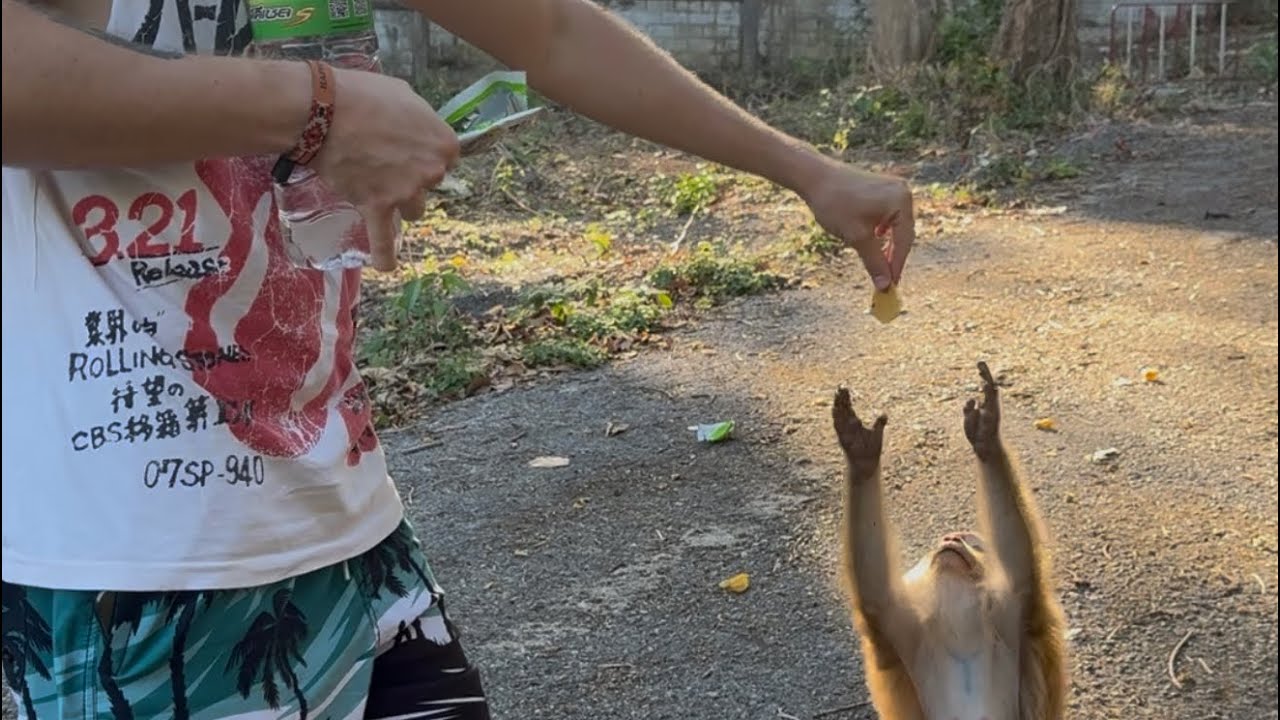 My First Monkey Adventure! Phuket Thailand 🇹🇭 - YouTube