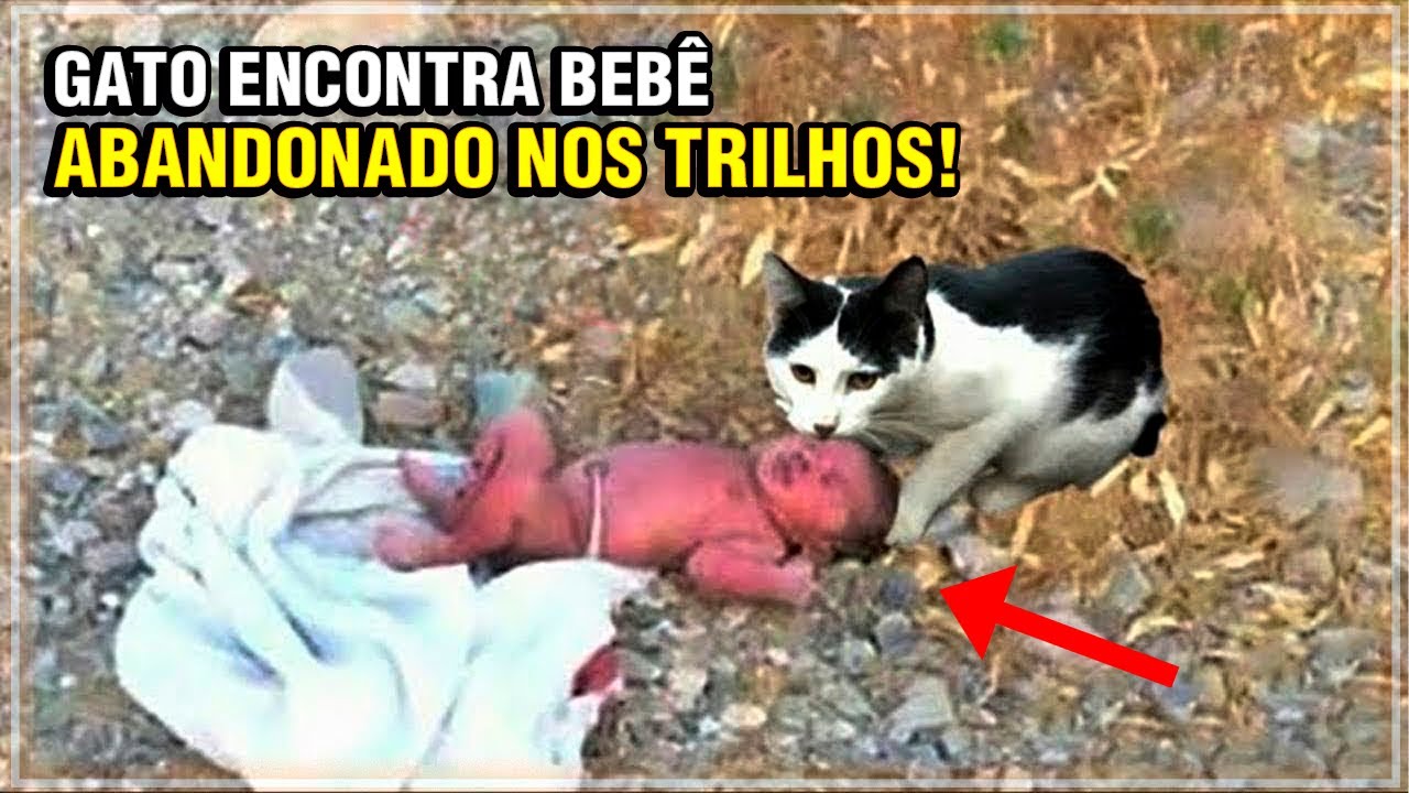 Gato encontrou um bebê ABANDONADO nos trilhos. O que ele fez deixou ...