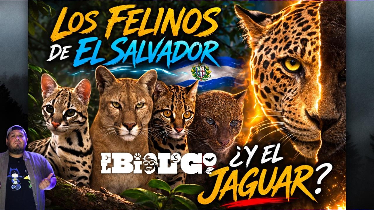 Los Felinos de El Salvador ¿Qué pasó con el JAGUAR? 🐆 - YouTube