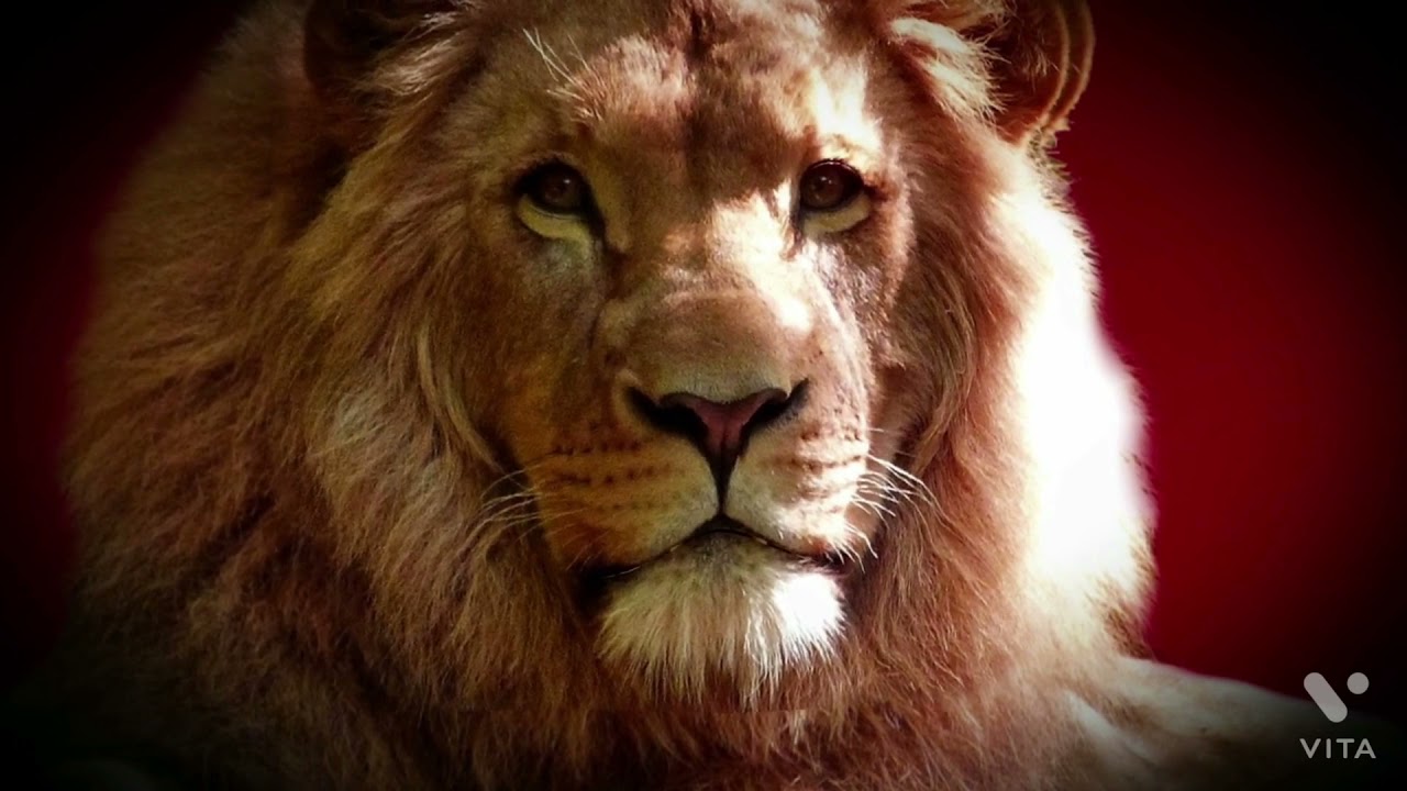 lion video - YouTube