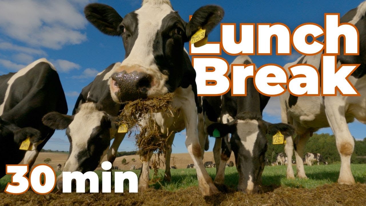 Lunch Break 1 with Cows - 30 minutes of Moo Food - YouTube
