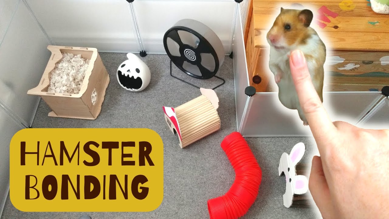 Eugad Hamster Playpen and more hamster bonding - YouTube
