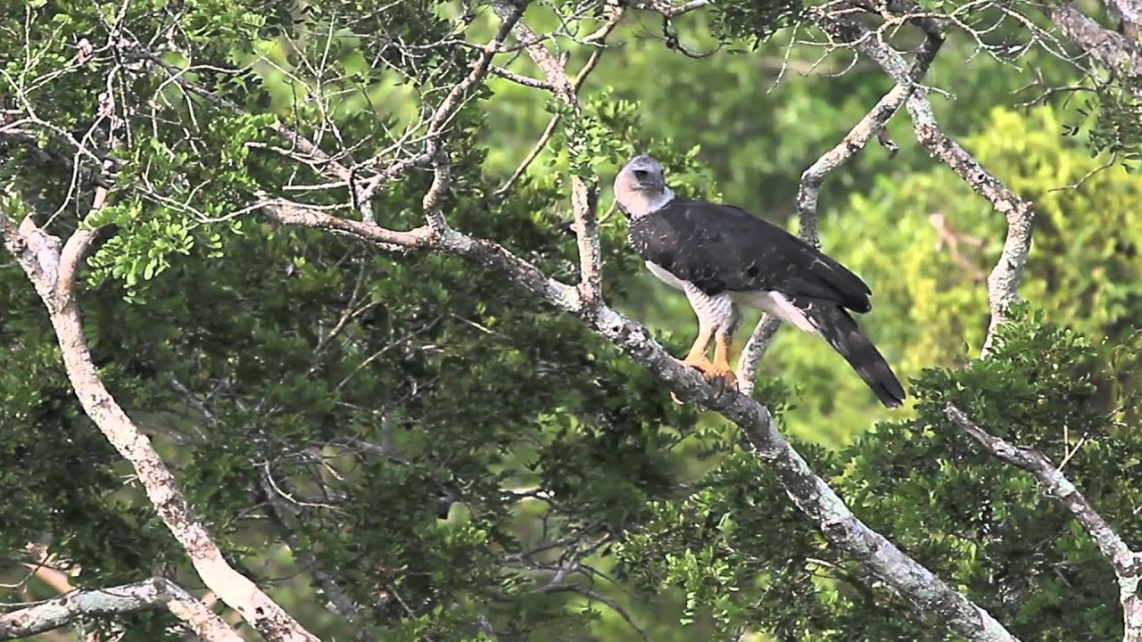 Harpy Eagle at Taricaya, Peru - YouTube