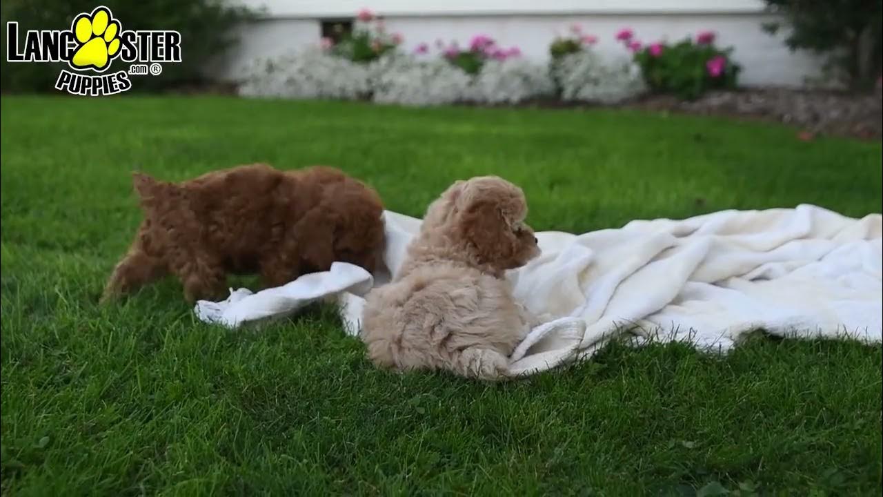 Loving Toy Poodle Puppies - YouTube