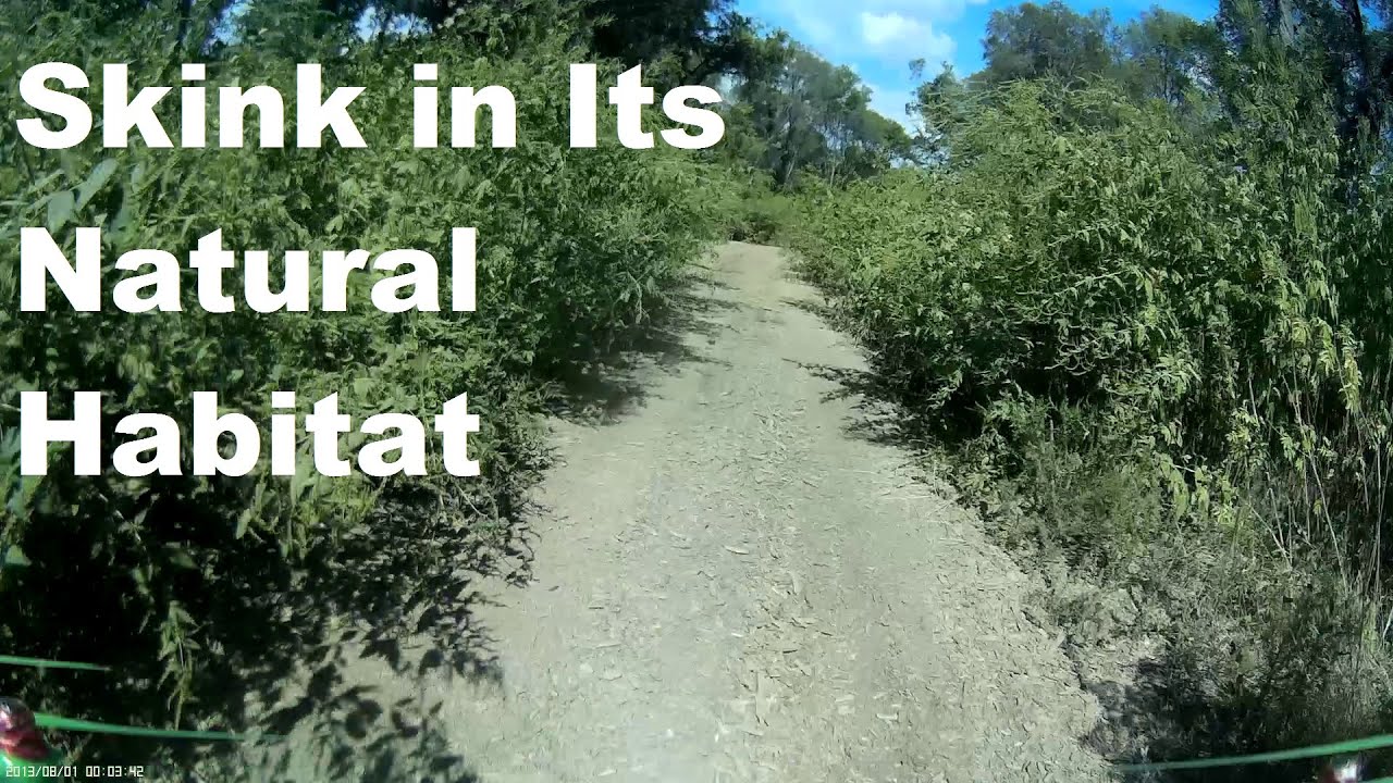 Skink in Its Natural Habitat - YouTube