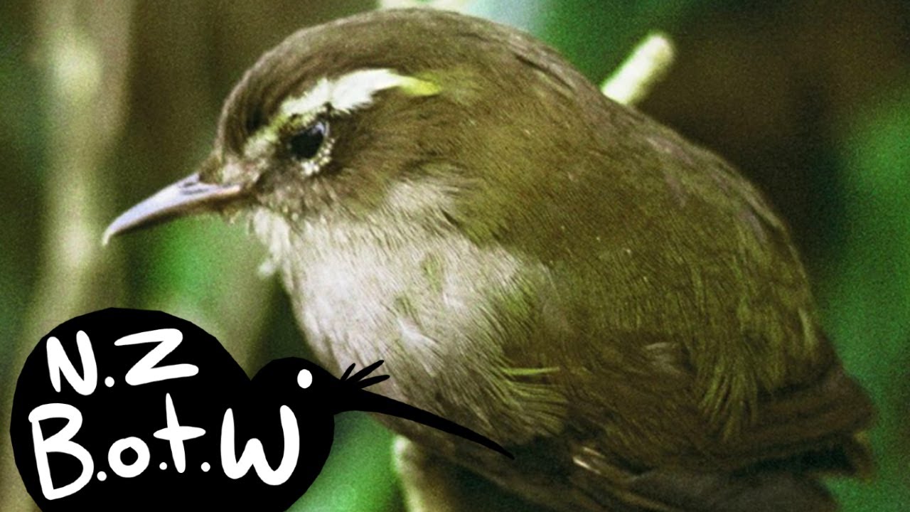 Bush wren - New Zealand Bird of the Week - YouTube