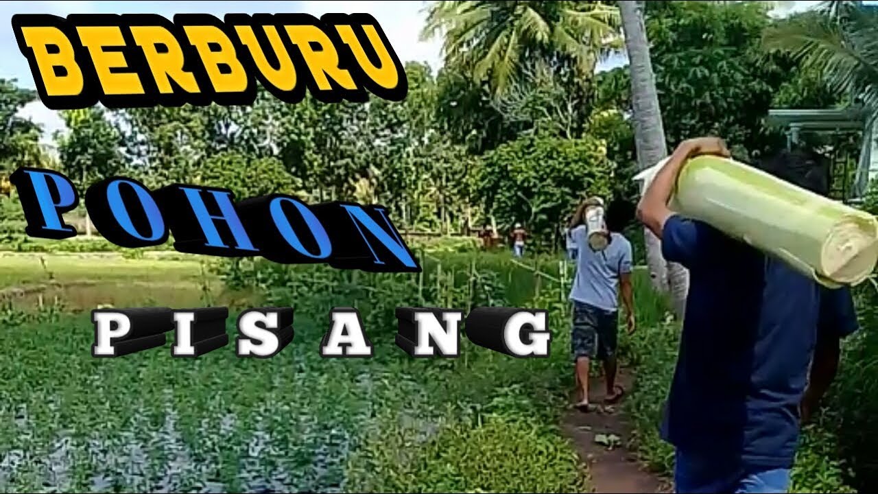 Berburu pohon pisang untuk ares buat di jadikan sayur untuk acara akad ...