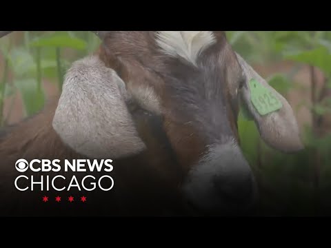 ComEd deploying goats to help protect power lines