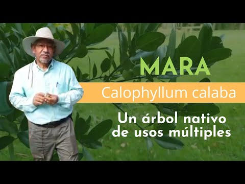 El árbol De Mara: Características, Crecimiento Y Usos | Guía De Arbolado
