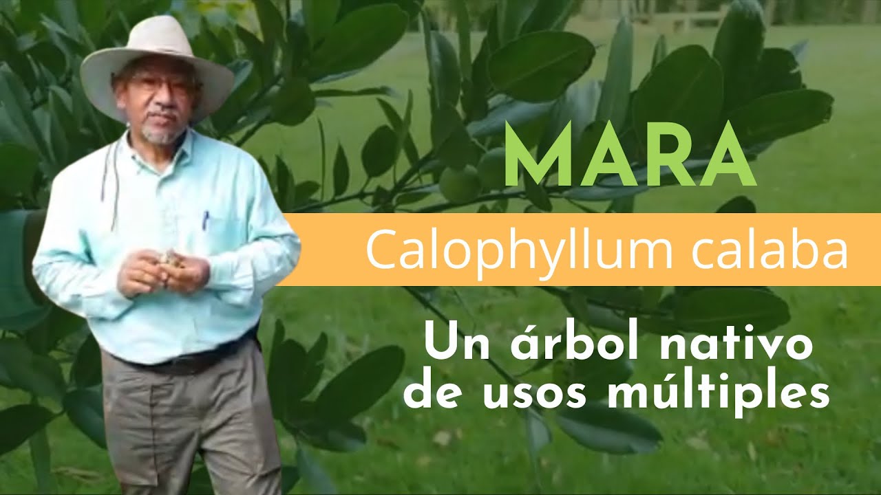 Mara: un árbol nativo multiusos 🌳 - YouTube
