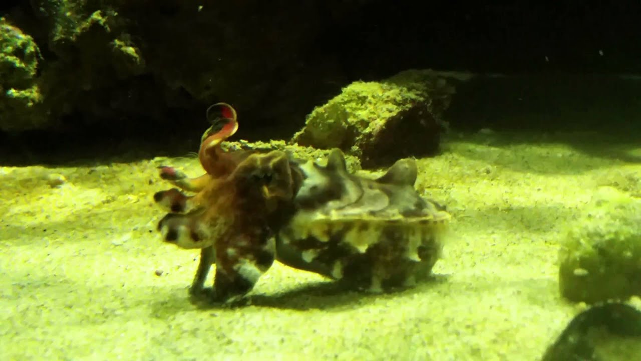 Crazy cuttlefish impressive warning display - YouTube