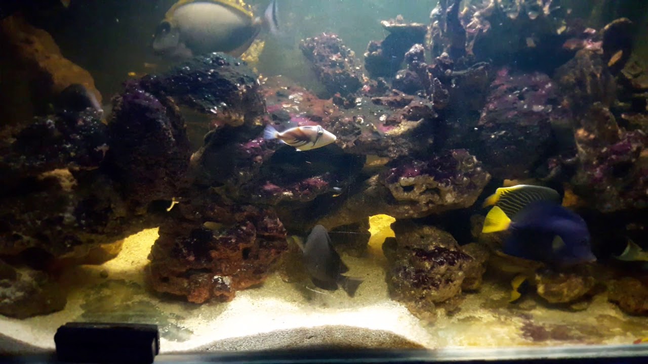 Picasso trigger night in saltwater community Tang fish. - YouTube