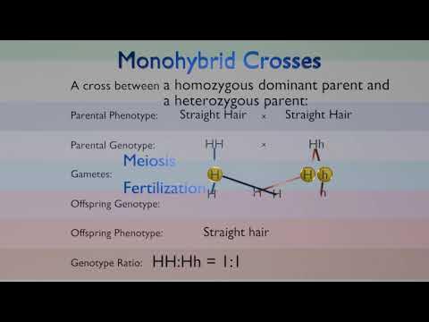 Monohybrid Genetic Inheritance - YouTube