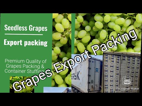 Seedless Grape export packing|Grape Harvest Container loading|Nashik grapes farming|kerala ...
