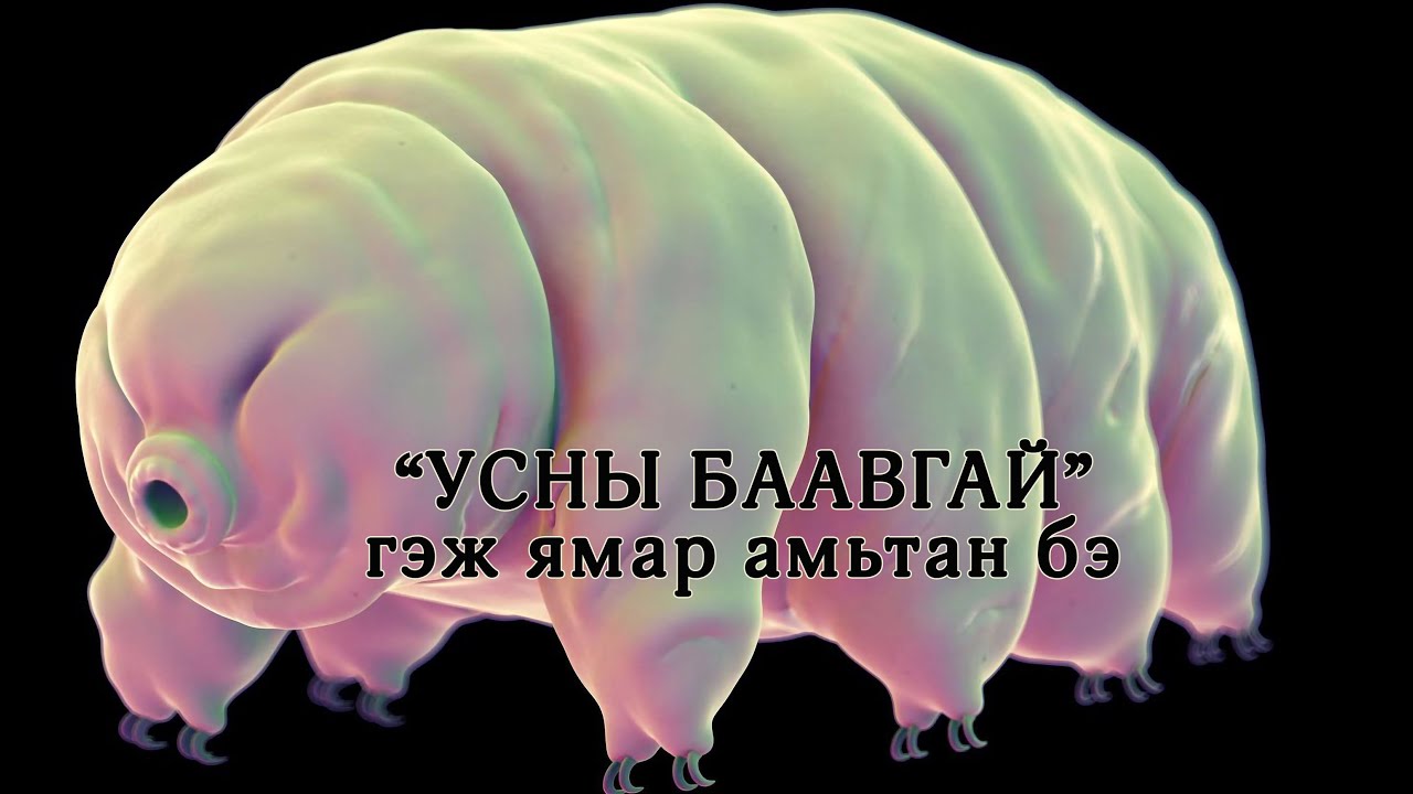 Үхдэггүй мөнх амьтан байдаг уу [Сонирхолтой танин мэдэхүй цуврал 6