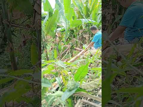 Abaca fiber 1st harvest - YouTube