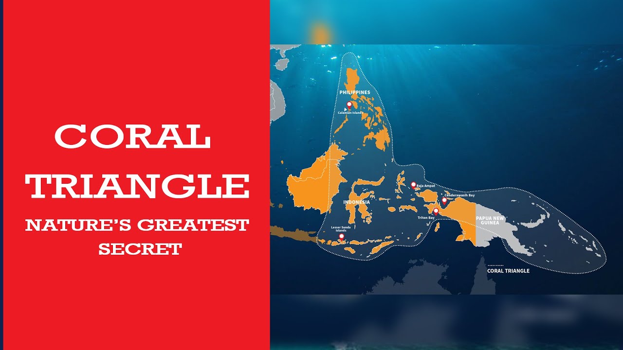 Coral Triangle Natures Greatest Secret - YouTube