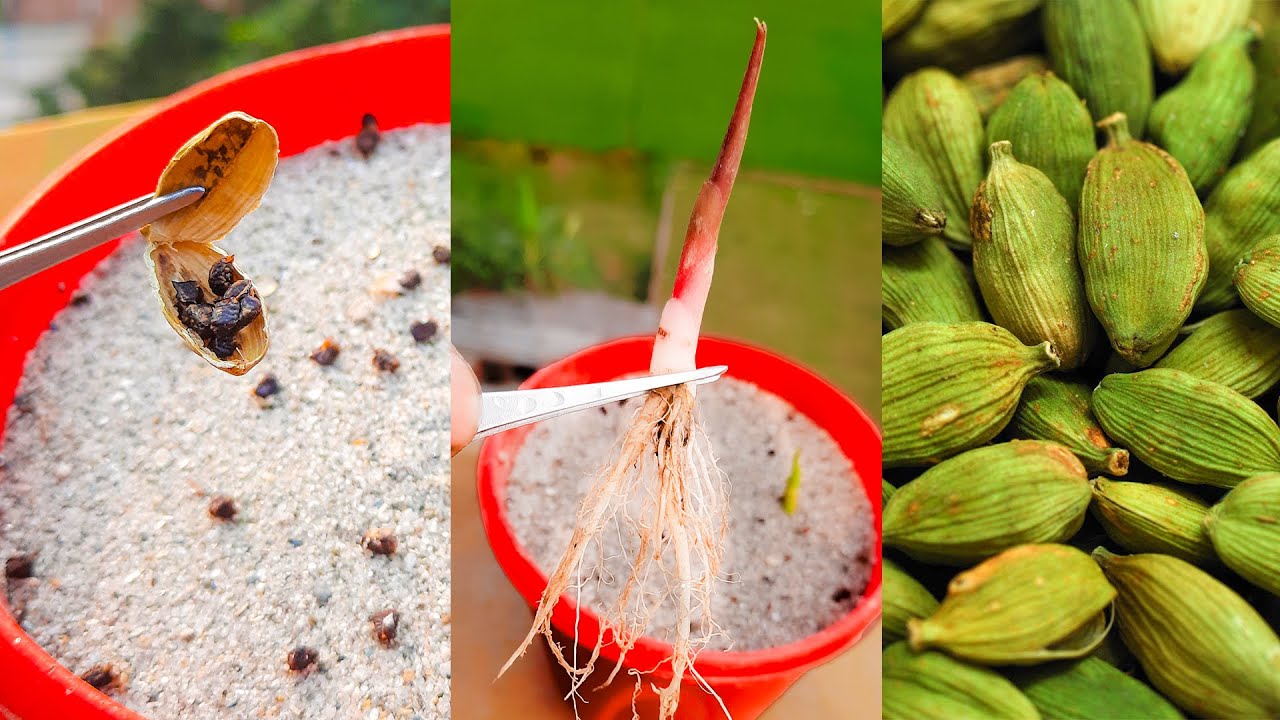 Simple & Easiest method for grow cardamom plant || Easy to way home ...