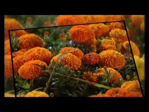 MÜZİKSİZ SADE İLAHİ--GÜZEL AŞIK -İDAYET DOĞAN