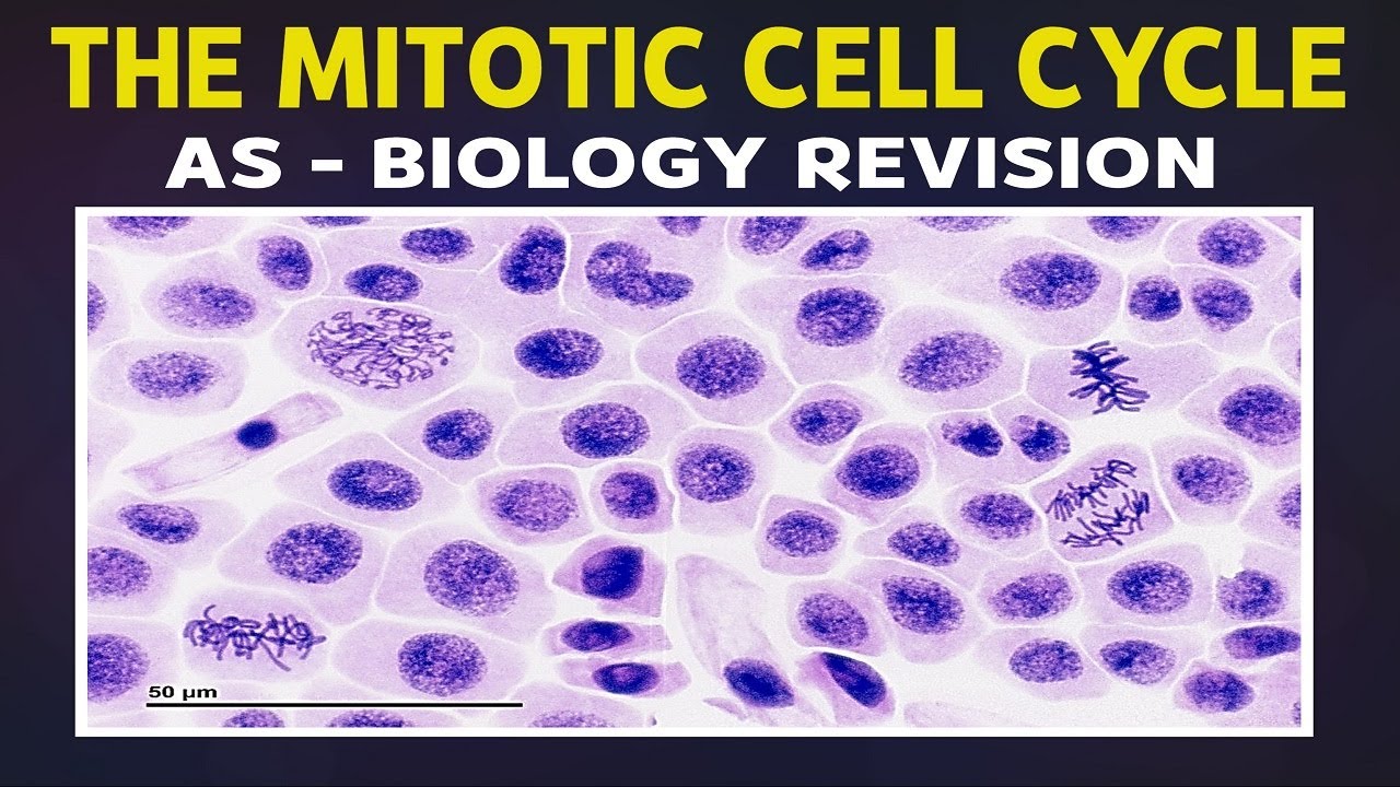 The Mitotic Cell Cycle : AS -Biology revision - YouTube