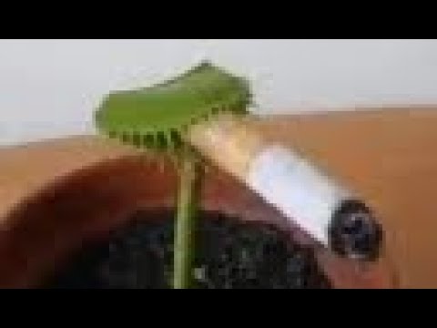 Attack Combo Demo - YouTube