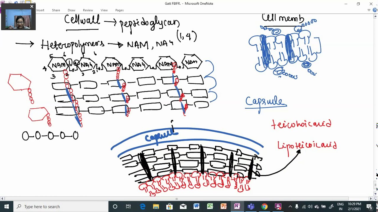 Archaea Cell Wall
