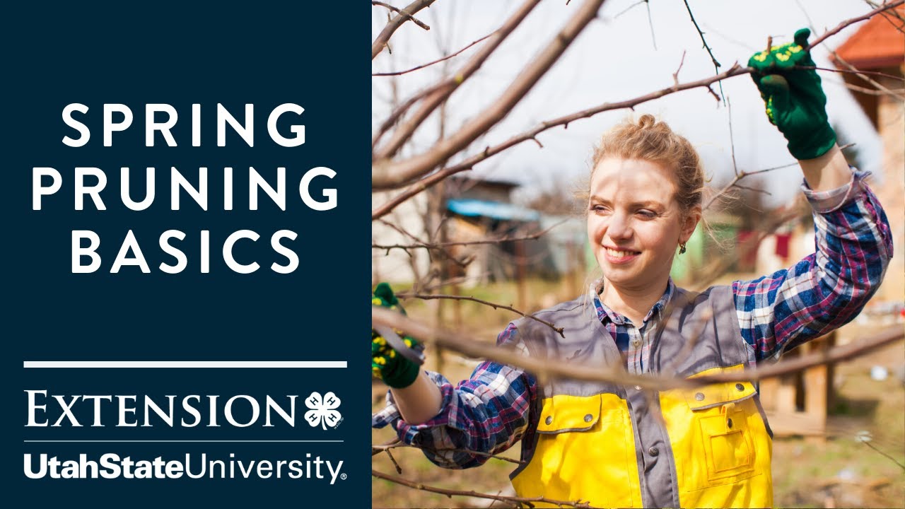 Spring Pruning Basics - YouTube