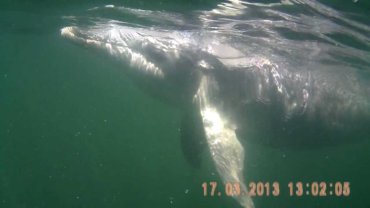 Injured dolphin at Harry Atkinson Reef - Moreton Bay - YouTube
