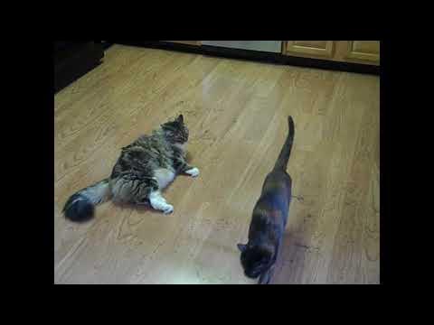 Crazy Cats on Catnip! 🌈 - YouTube