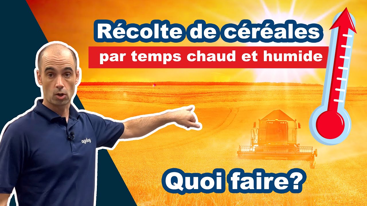 Céréale - Récolte humide, temps chaud et humide, quoi faire? - YouTube