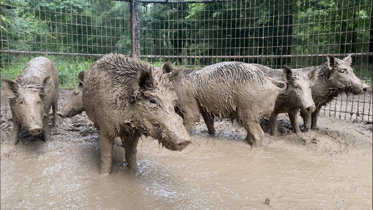 How NASTY is this wild hog job? Hilarious fan mail day. - YouTube