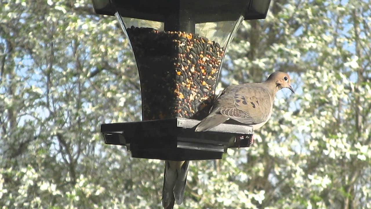 Doves Feeding - YouTube