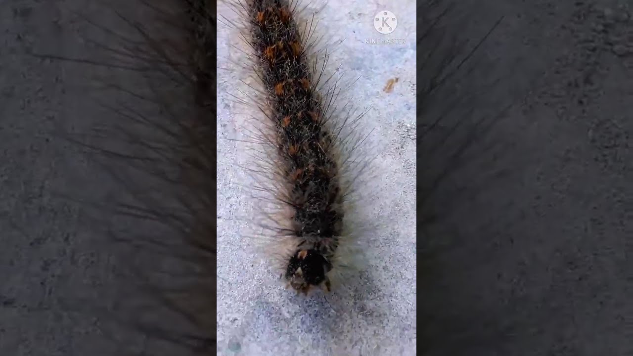khujli wala kida | hairy scary worms | kambalkida | कम्बल कीड़ा |insect ...