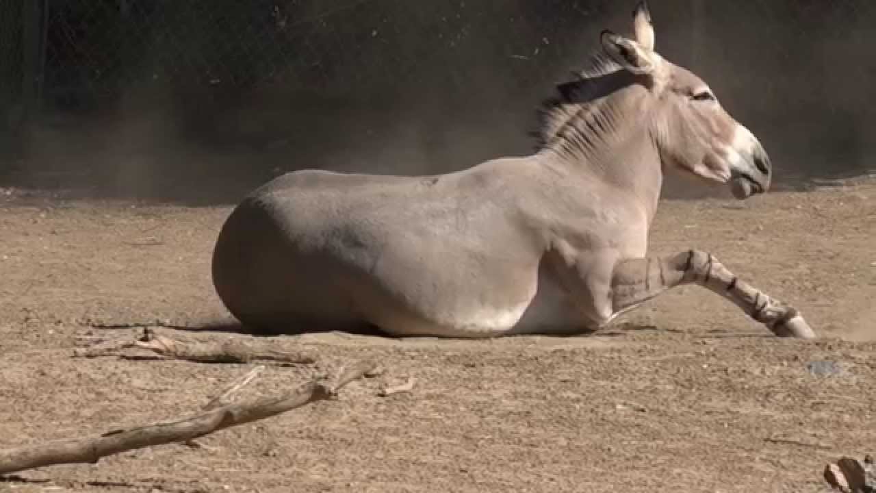 Somali Wild Donkey Rolling In Dirt Slow Motion - YouTube