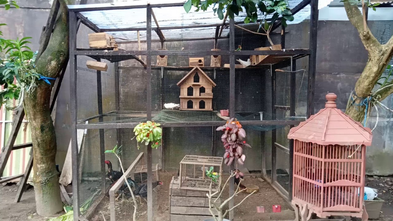 Aviary untuk Ayam, Love Bird dan Merpati - YouTube