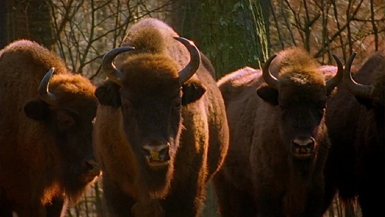 Polen - Ostpreußens Wälder - deutsch - YouTube