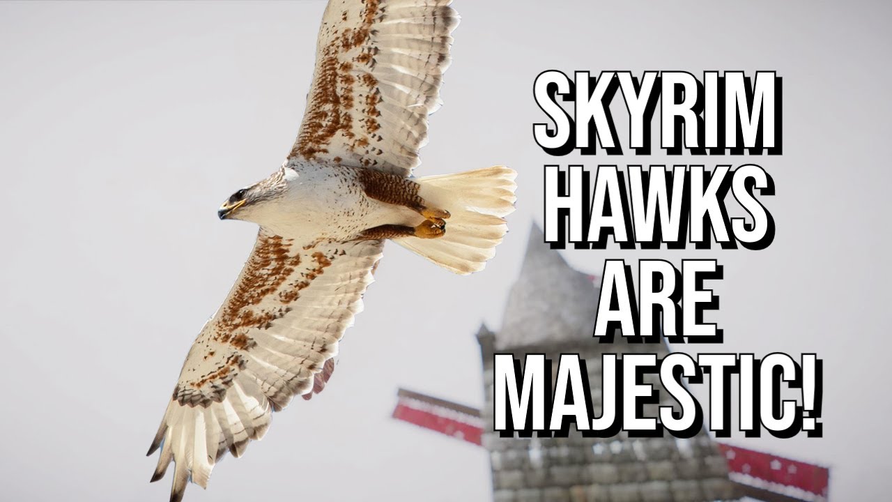 What does a Skyrim hawk look like up close - YouTube