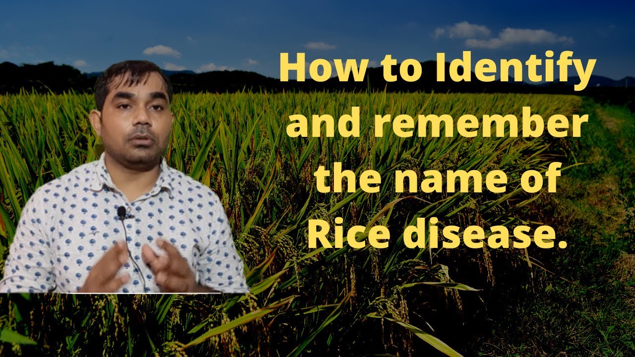 Identify and remember the name of Rice disease. - YouTube