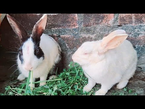 Cute Baby Rabbits Playing Rabbit खरगोश Video Activities | Bunny Rabbit ...