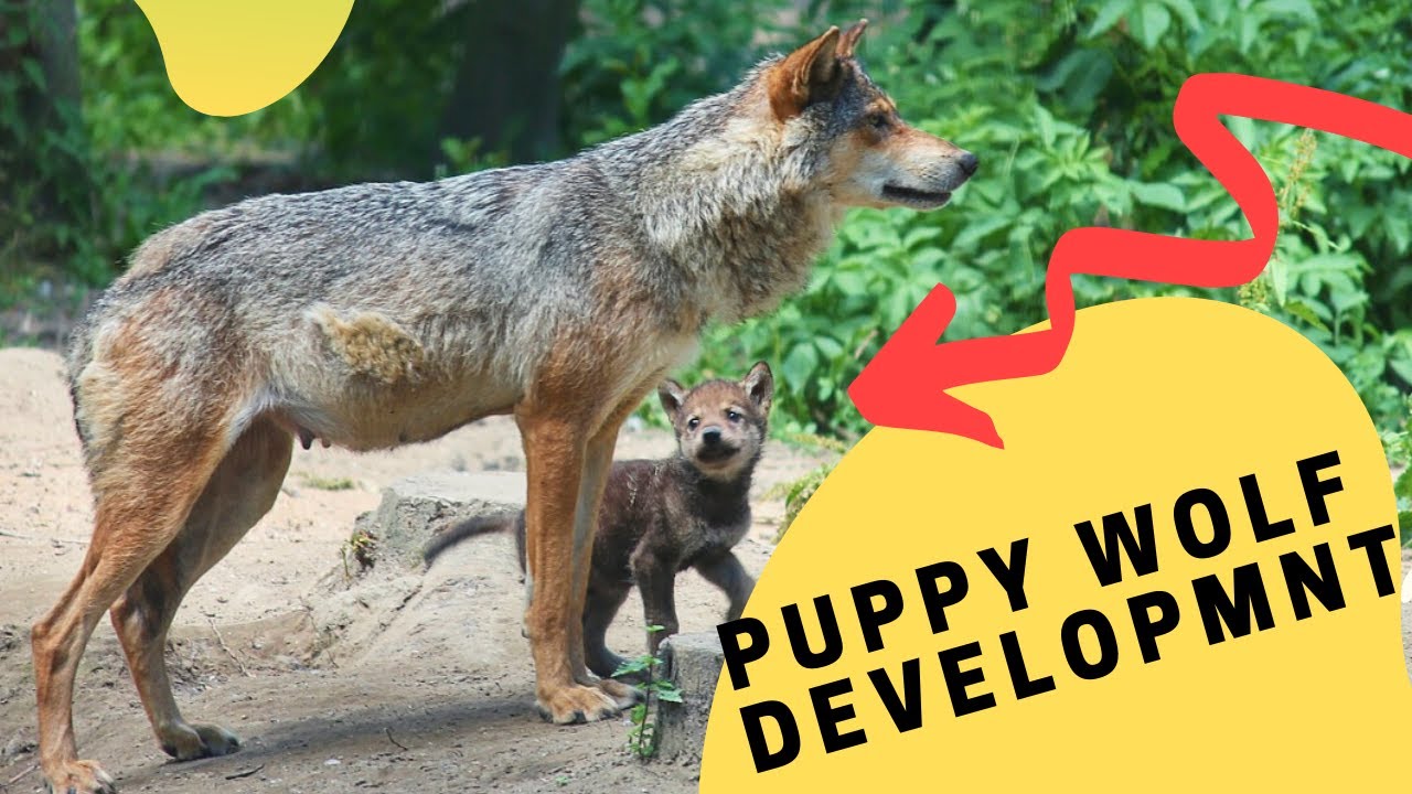 WOLF PUPPIES Development - Just WONDERFUL!!! - YouTube