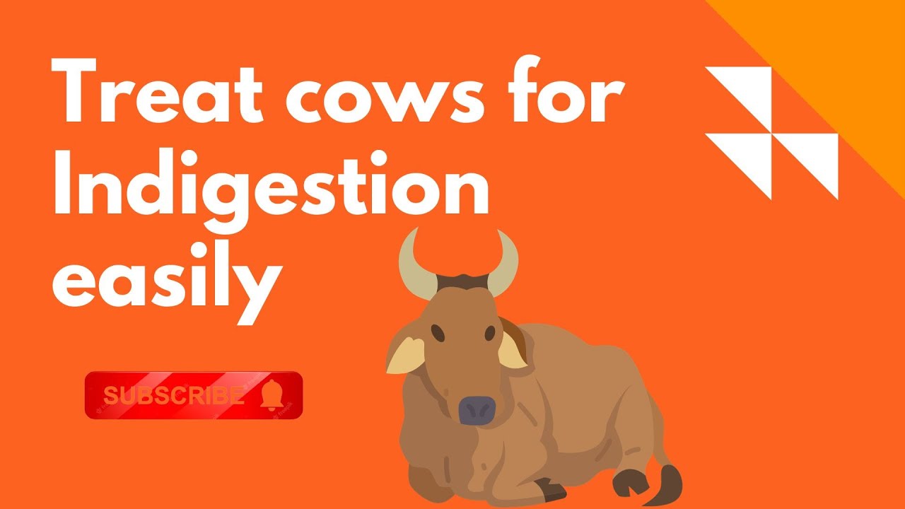 The Ultimate Guide to Treating Cow Indigestion: Veterinary Medicine ...