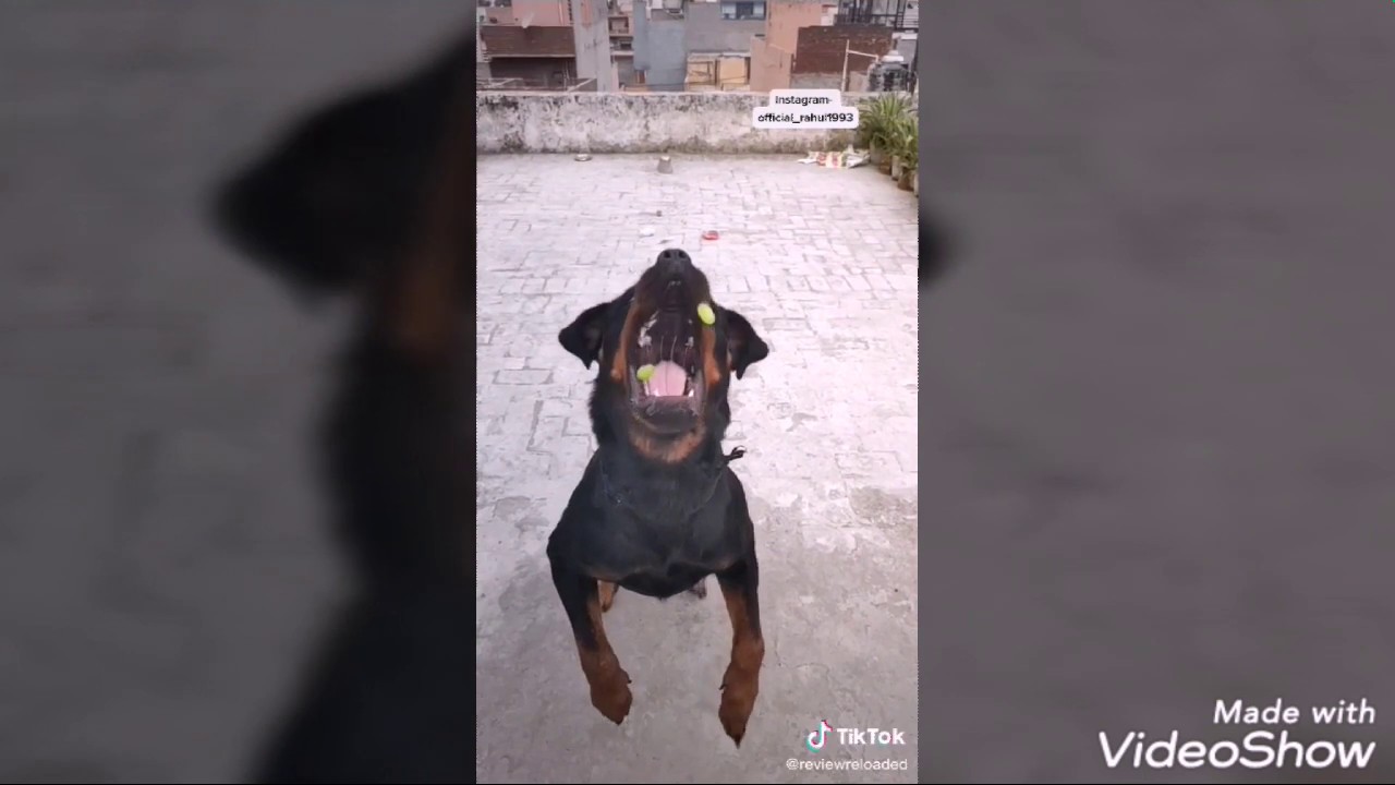 Ferocious Rottweiler | Cute Dog Videos - YouTube