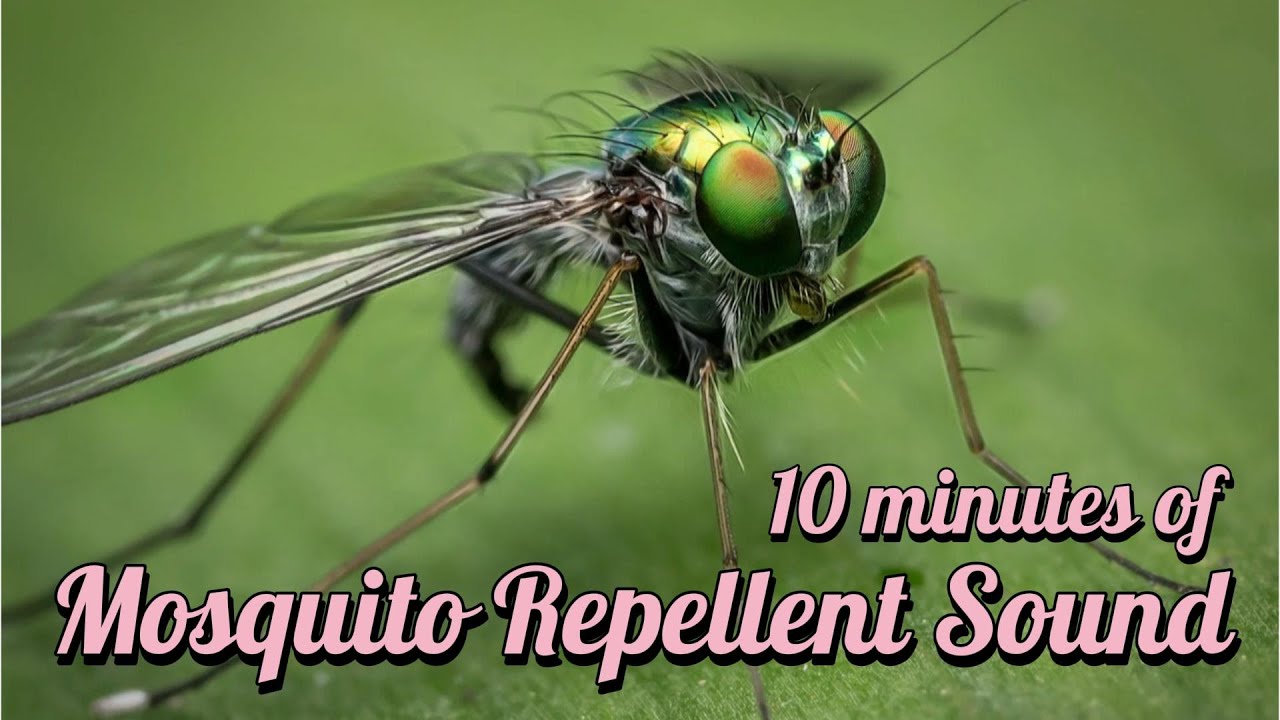 10 minutes of Mosquito Repellent Sound - YouTube