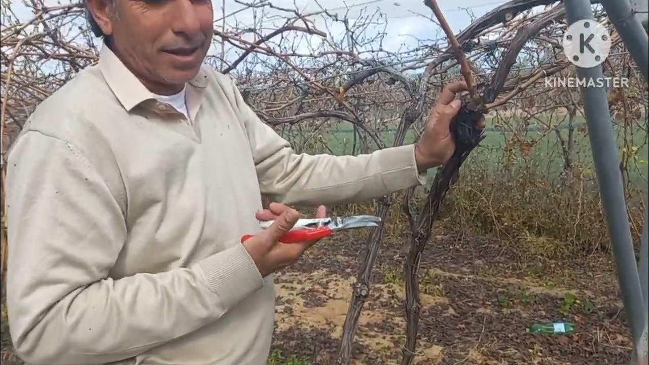 كيف نربي كرمة العنب 2023 1 17 Youtube