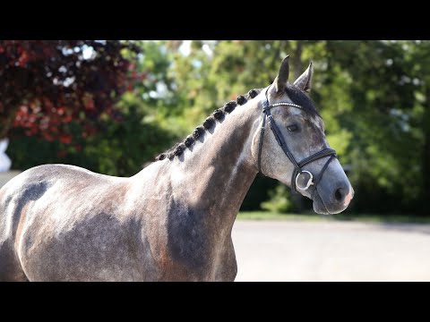 *2021 gelding JUMPING FOR SALE v. Tip Top (Toulon) x Chalet (Calido) 