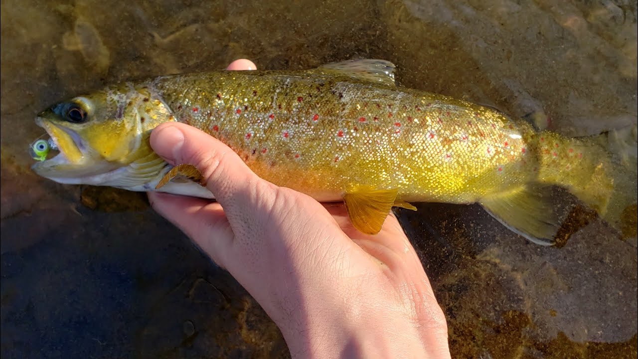 Fishing for Golden Wild Brown Trout (Thanks for 1K!) Fishing New jersey ...