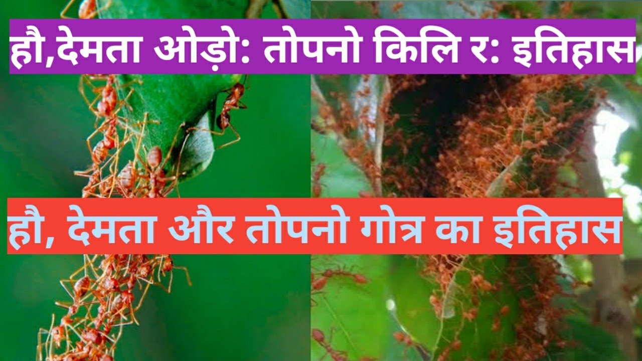 History of HOW, DEMTA and TOPNO clan//हौ, देमता और तोपनो गोत्र का ...