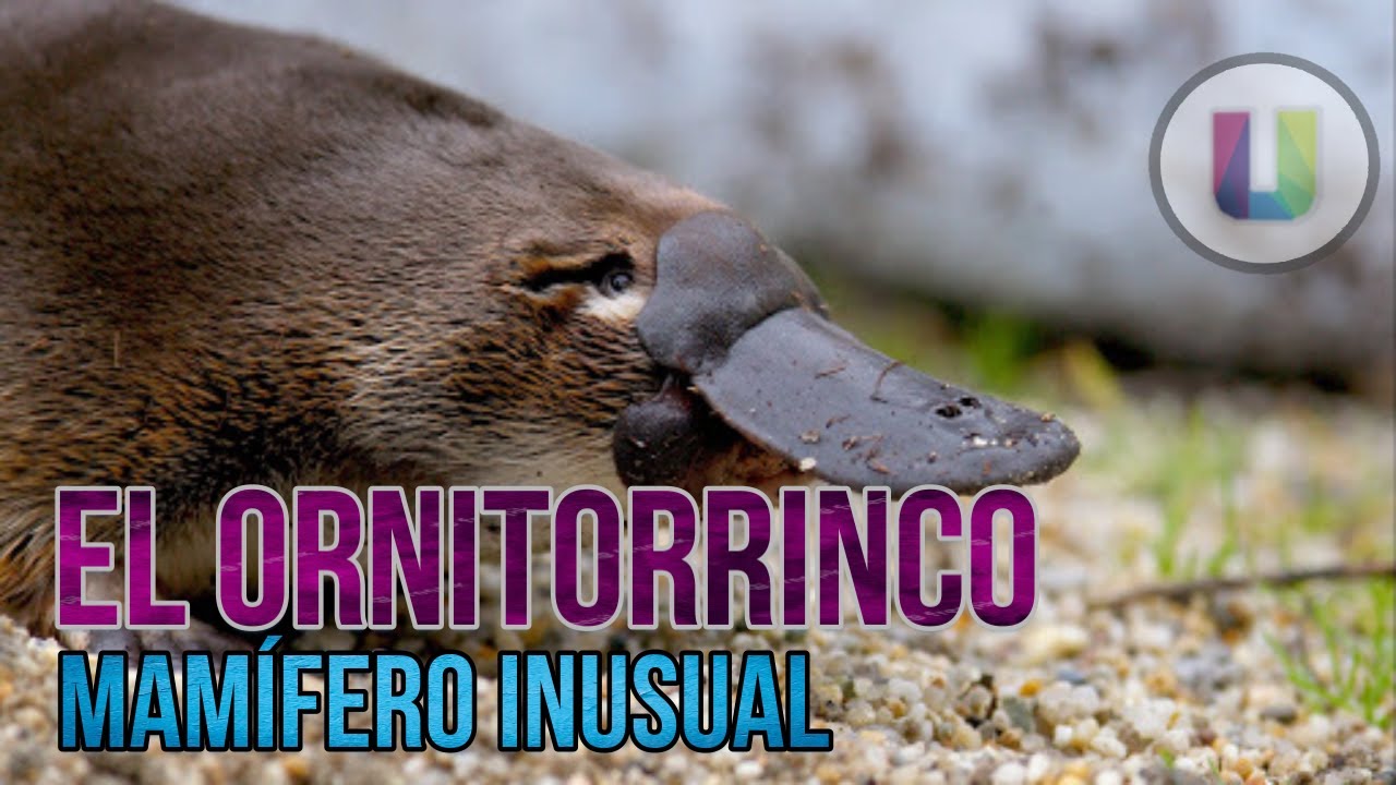 Ornitorrinco Pico De Pato En El Bosque Caducifolio