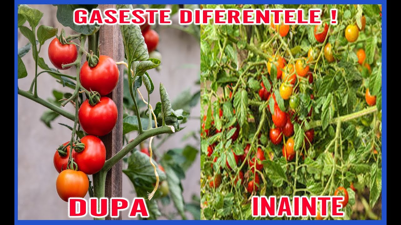 Top 3 cele mai IMPORTANTE lucrari la Rosii - Palisarea, copilirea și ...